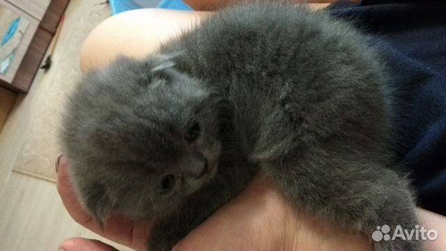 Вислоухие британские котята