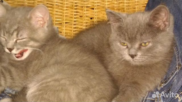 Бархатные голубые котята