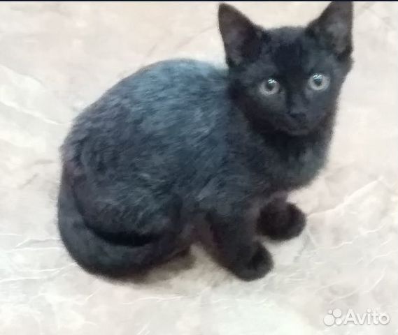 Котёнок интересного окраса