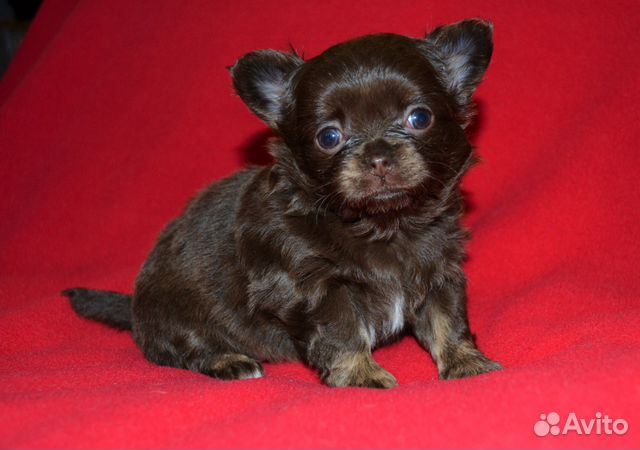 Шоколадная Принцесса