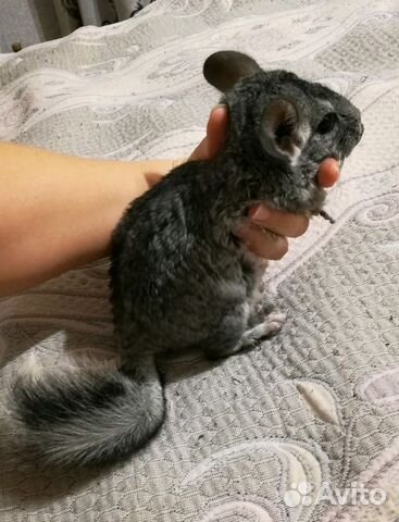 Шиншилла девочка 4 месяца