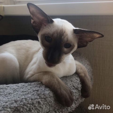 Продам котёнка