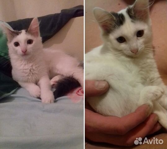 Котеечка в добрые руки)