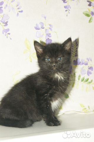 Для любителей грации черных пантерок 1.5 месяца