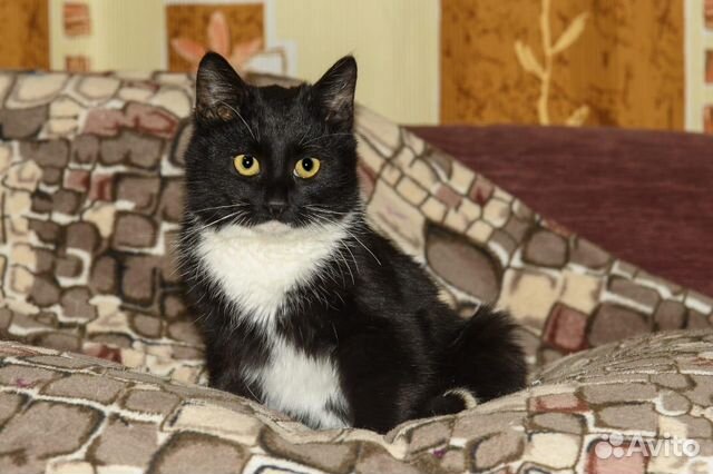 Котенок. Акринская порода. Мальчик