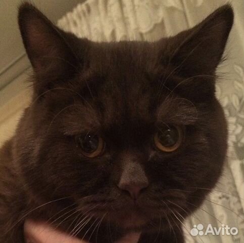 Продам кошку