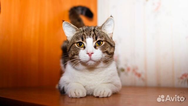 Котёнок Тимоша