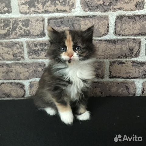 Милая трёхцветная сибирская девочка в добрые руки