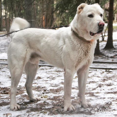 Алабай Добрый в Дар