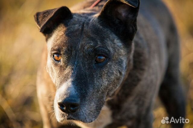 Слишком добрая собака в дар