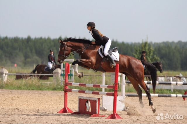 Кобыла в спорт