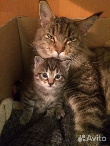 Мейн-кун котёнок