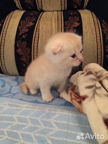 Котята британской породы