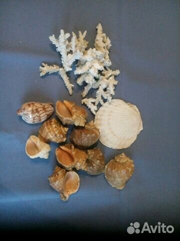 Морские ракушки и коралл