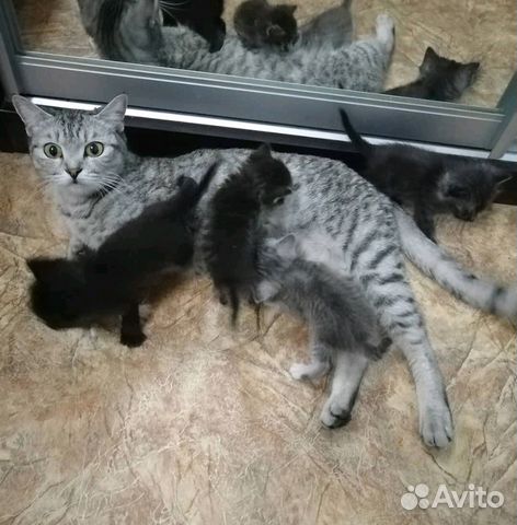 Ищют новую семью котята