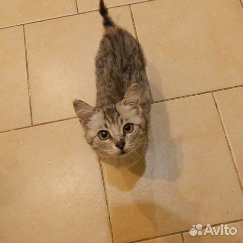 Котенок ищет заботливых хозяев.Скотиш страйт