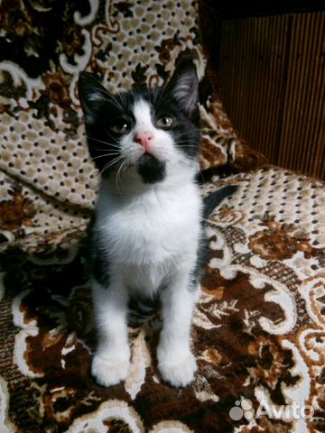 Котик в добрые руки