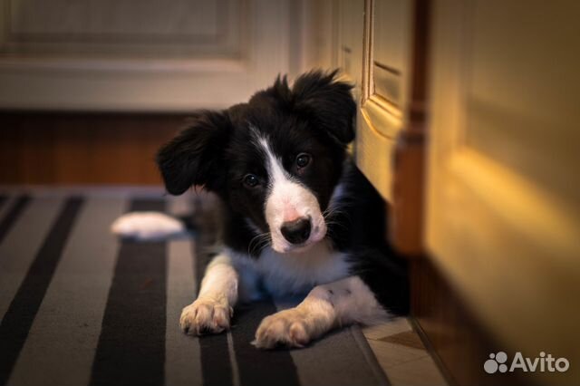 Продам породистого щенка бордер колли