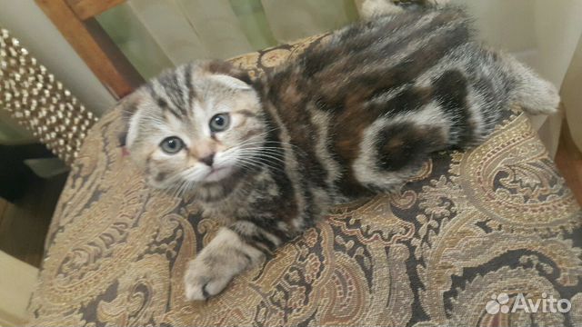 Плюшевые котята готовы переехать в новую семью
