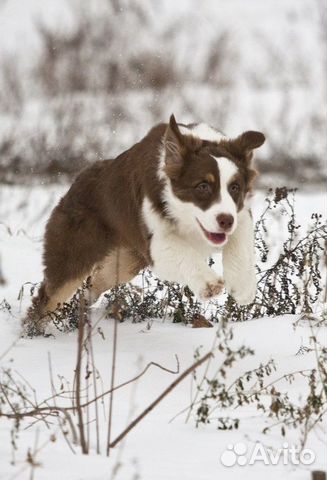 Щенок австралийской овчарки Шикарная девочка аусси