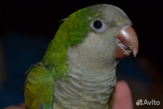 Выкормыш попугая монах Калита