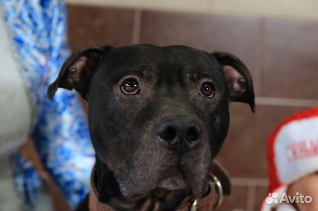 Черный пит в дар