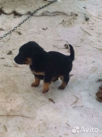 Отдам в добрые руки щенков ягдтерьера