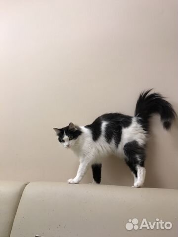 Кошечка в дар