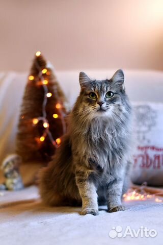 Отдам в добрые руки