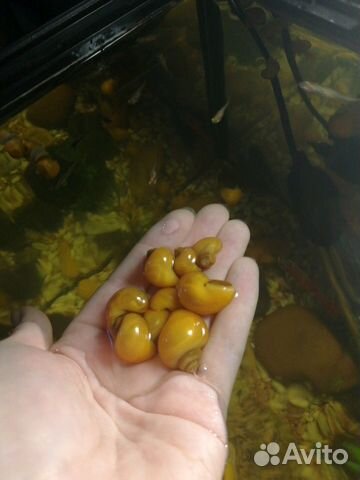 Ампулярия улитка