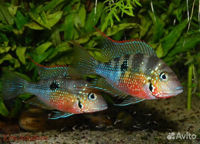 Цихлозома Элиота