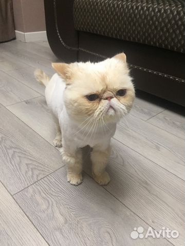 Экзотическая персидская