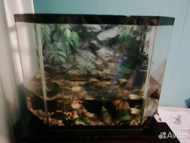 Аквариум с тритоном