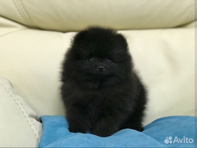 Померанский шпиц, миниатюрный чёрный мальчик