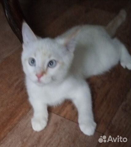 Тайский котенок