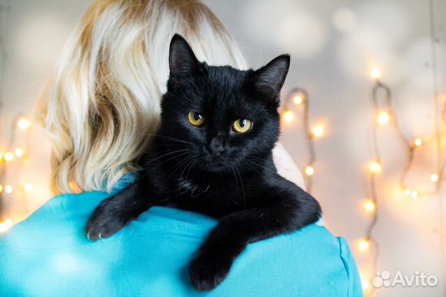 Кошечка Машка, 7 месяцев (из приюта)