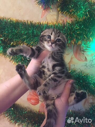 Няшки-британяшки