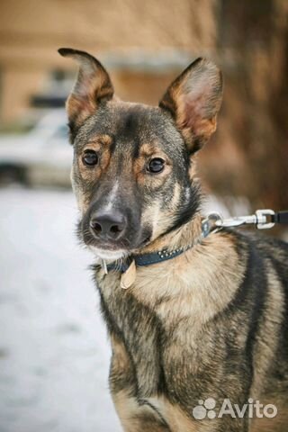 Майлик в хорошие руки