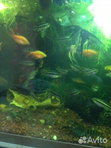 Цихлида попугай