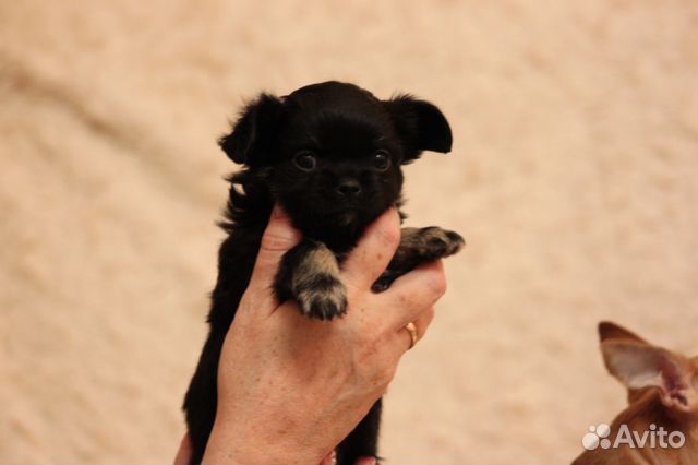 Чистопородная чихуашка