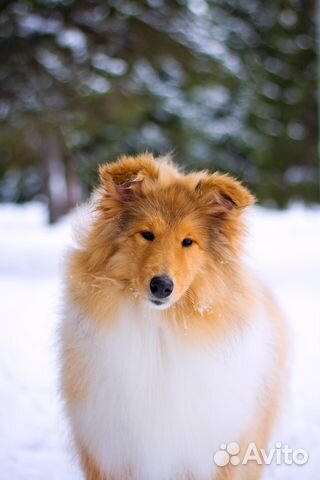 Рыжая девочка колли