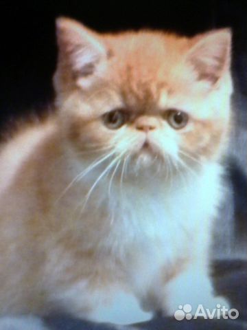 Только в добрые руки