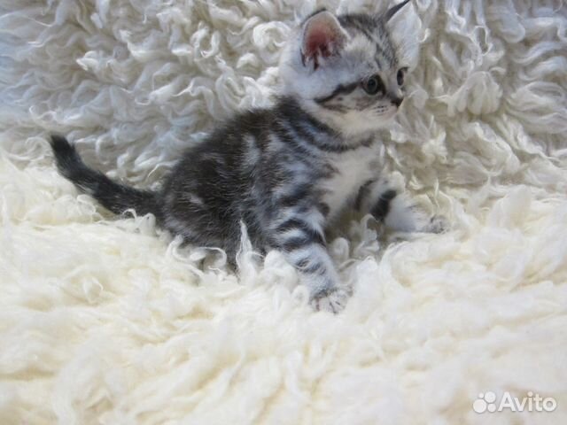 Чудесные Британцы