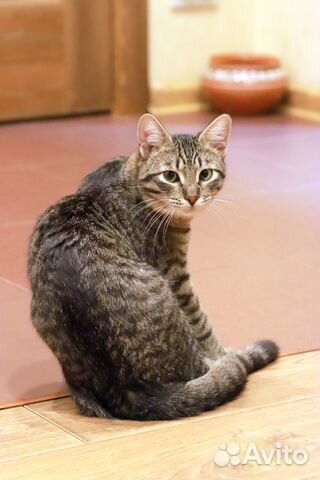Полосатый молодой кот