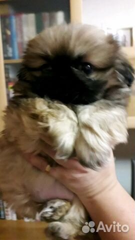 Пекинес девочка 2 месяца