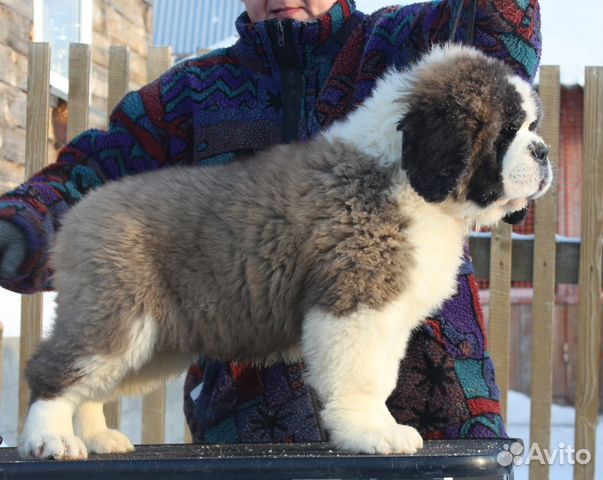 Сенбернар Шикарный Детки