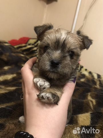 Помесь чихуа и йорка