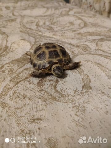 Черепаха сухопутная