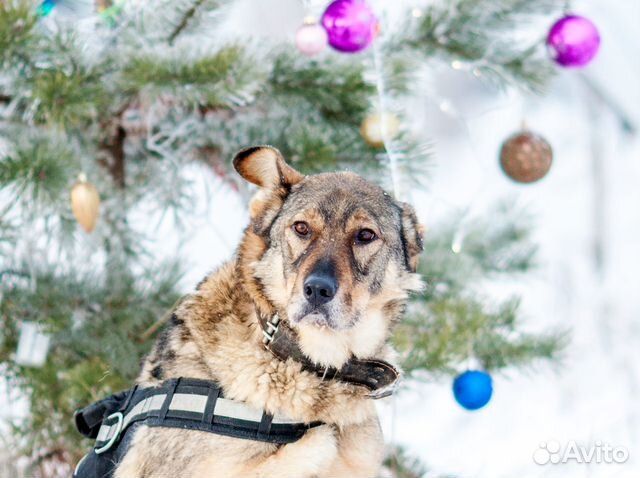 Крупный пес Бим в добрые руки