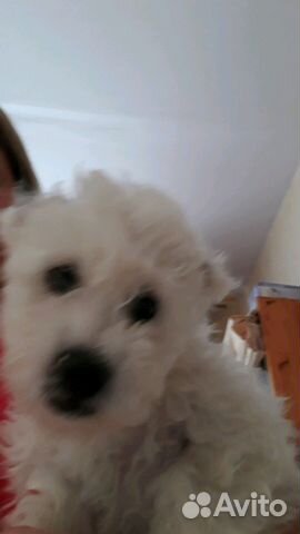 Бишён Фризе